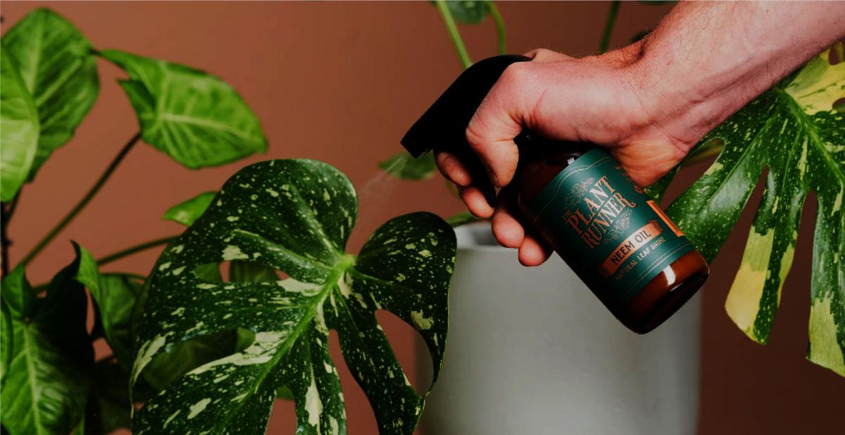 A neem olaj az ázsiai csodaszer